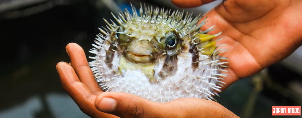 Tout savoir sur le Fugu : Le poisson japonais mortel – Japan Mood